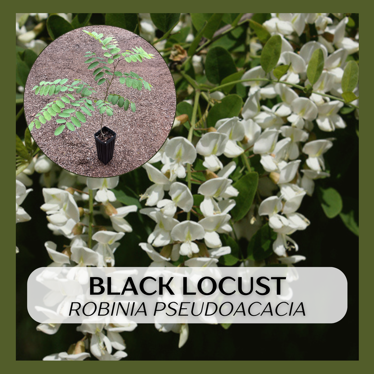 Black Locust — New Earth Nursery