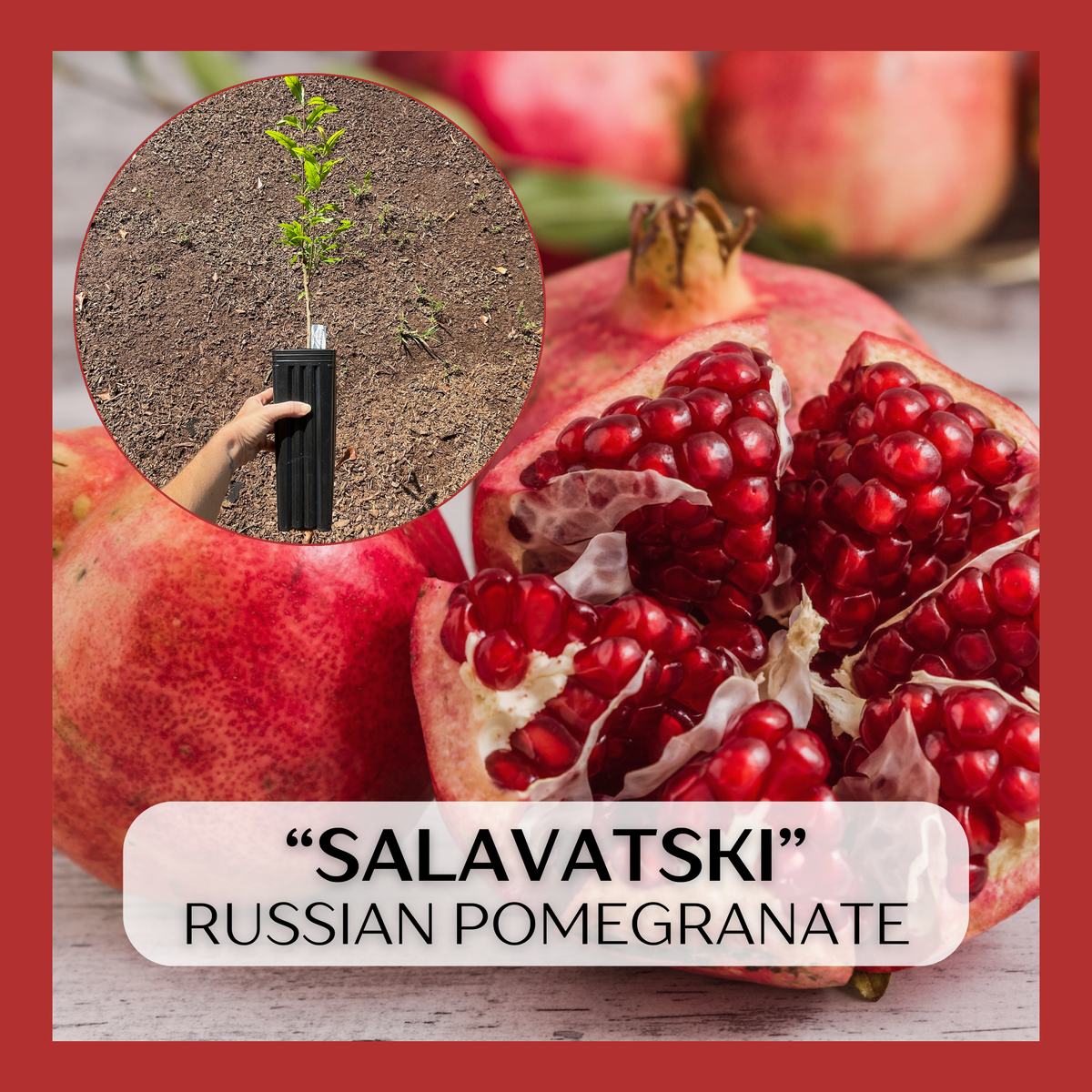 Salavatski Russian Pomegranate — New Earth Nursery