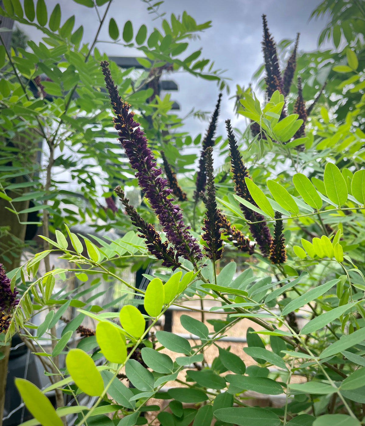 False Indigo | Amorpha fruticosa — New Earth Nursery
