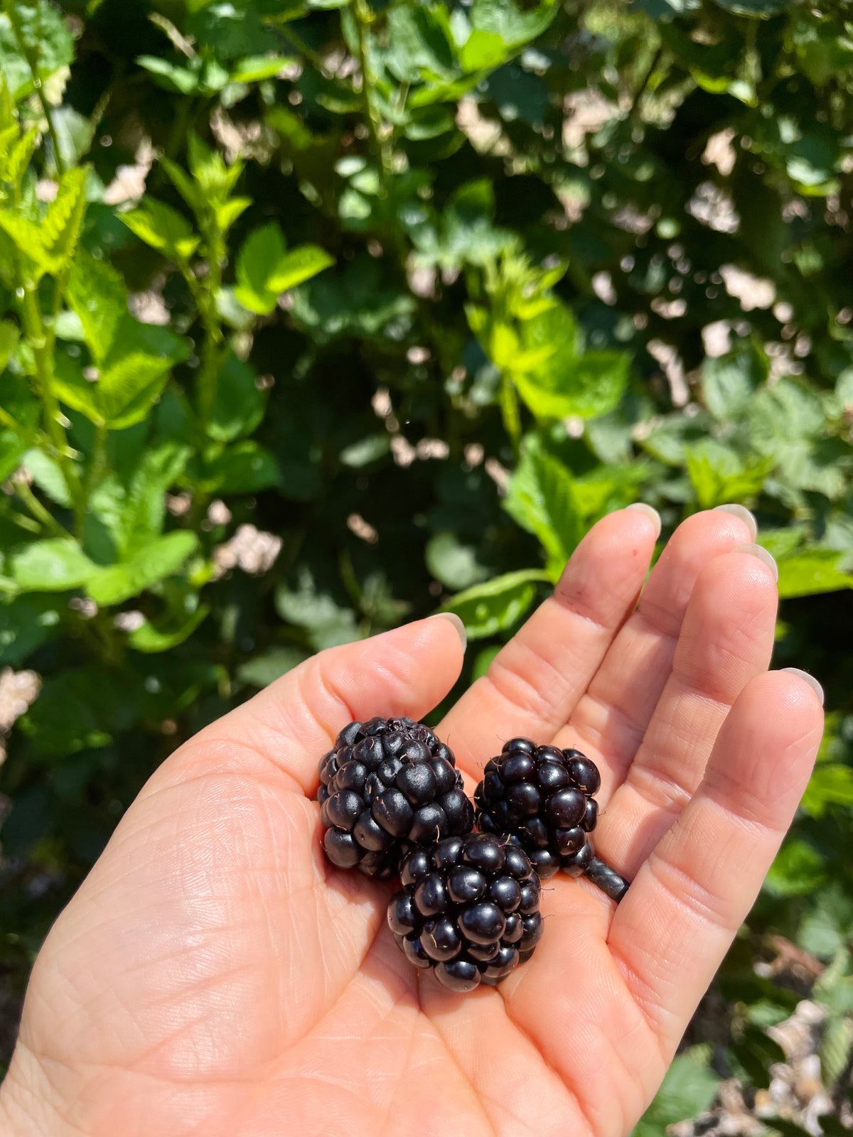Prime Ark 45 Blackberry — New Earth Nursery