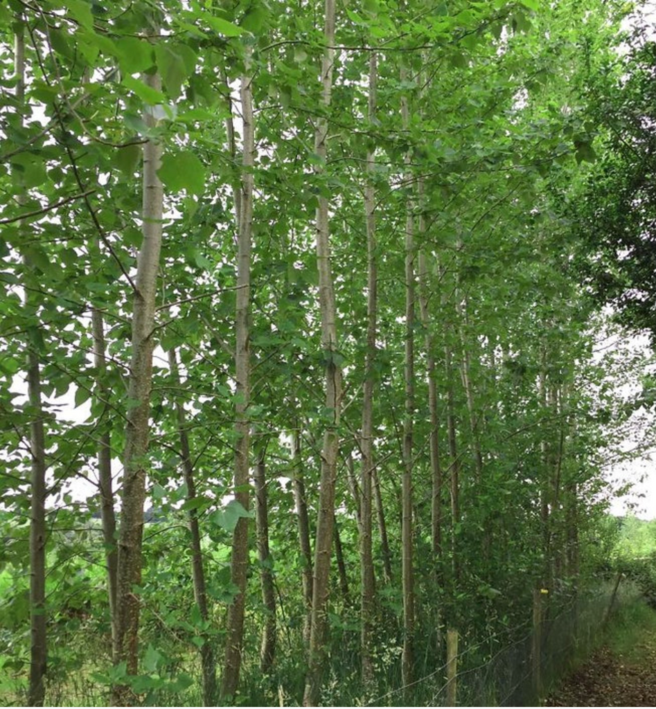 Hybrid Poplar Tree Populus Wikipedia