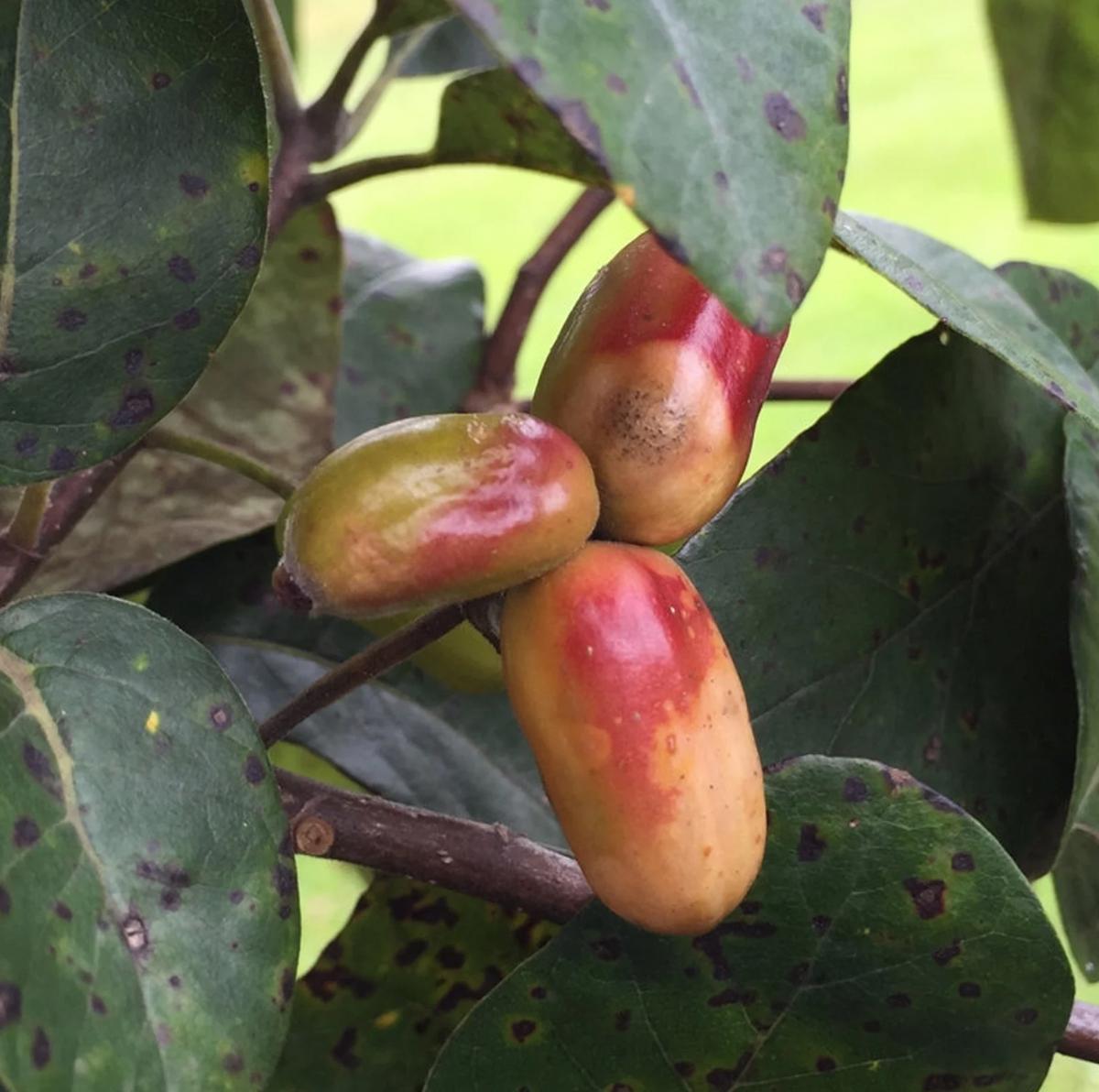 Ogeechee Tupelo, Ogeechee Lime | Nyssa ogeche — New Earth Nursery