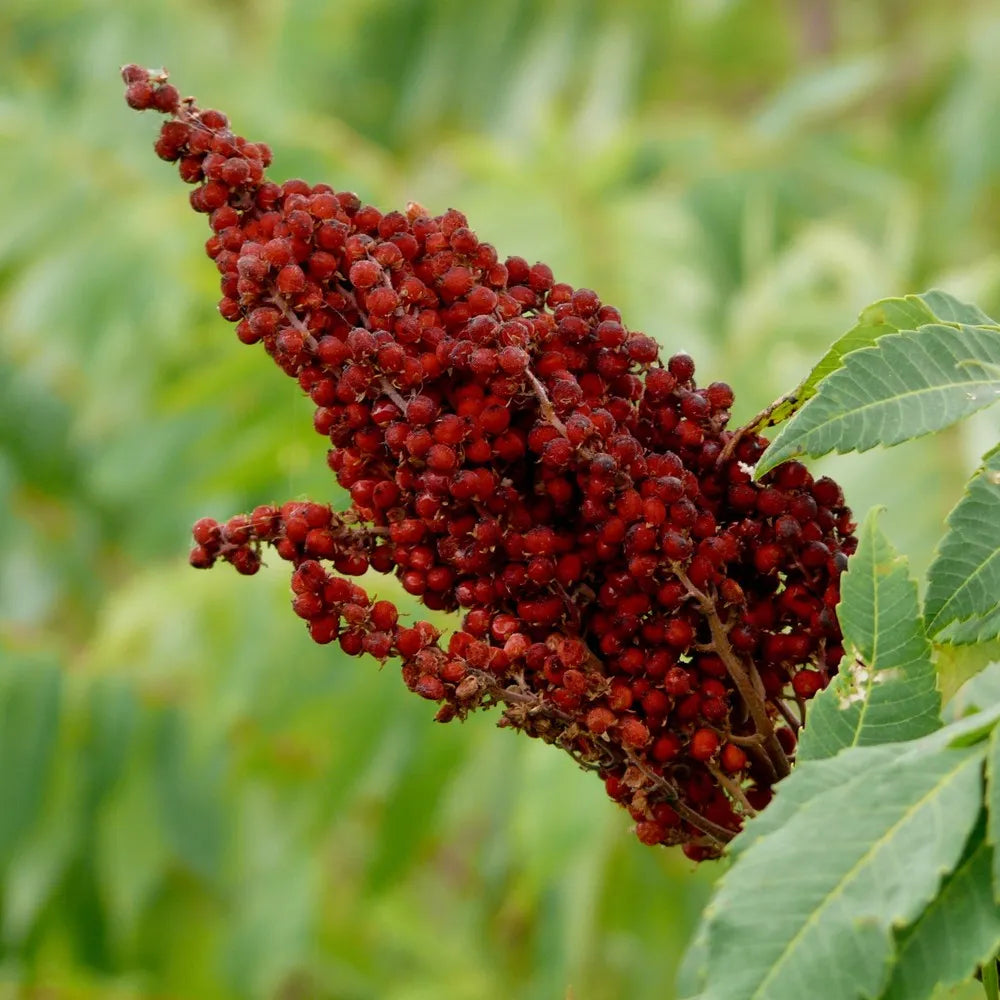 Smooth Sumac | Rhus glabra — New Earth Nursery
