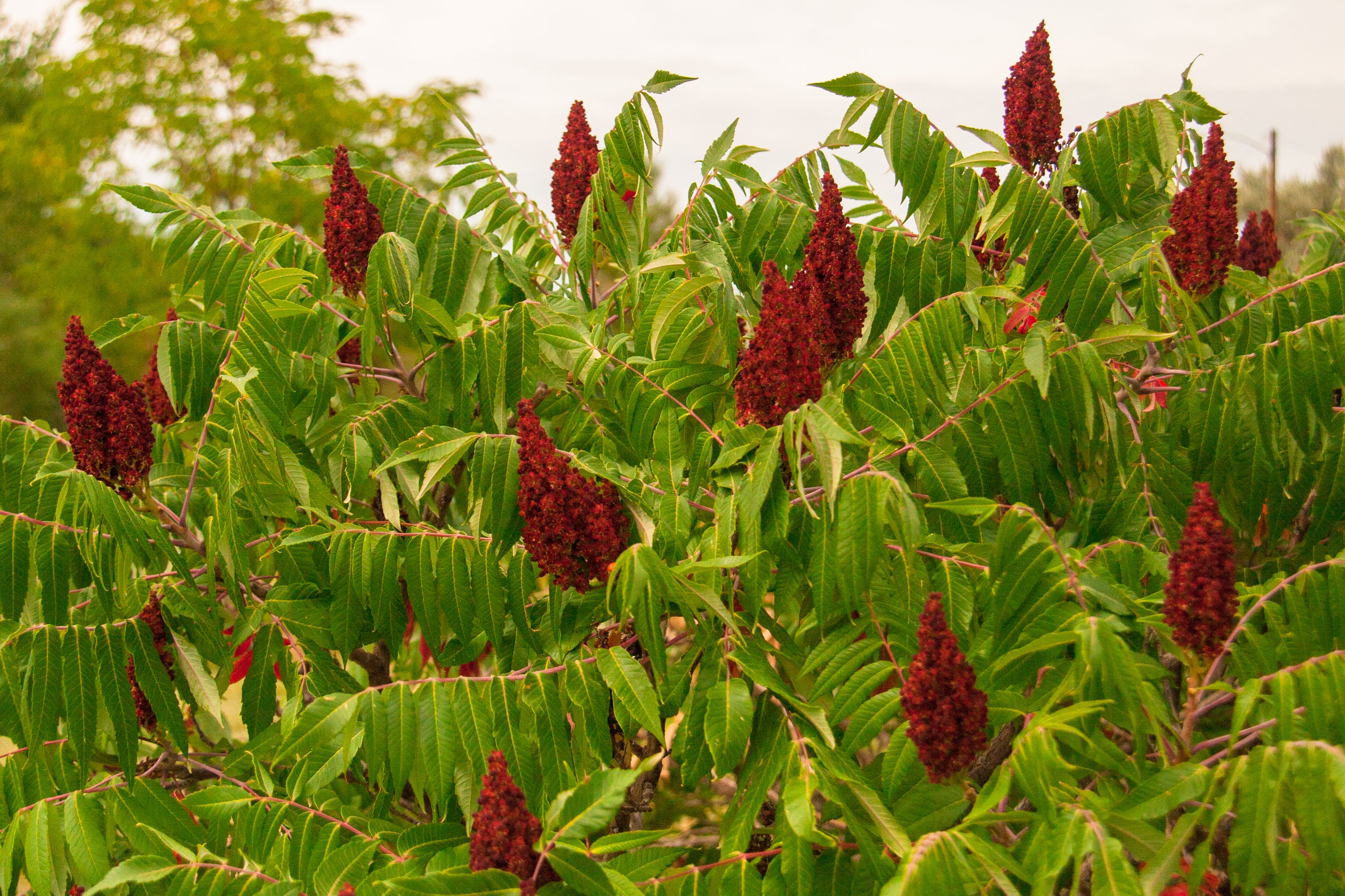 Smooth Sumac | Rhus glabra — New Earth Nursery