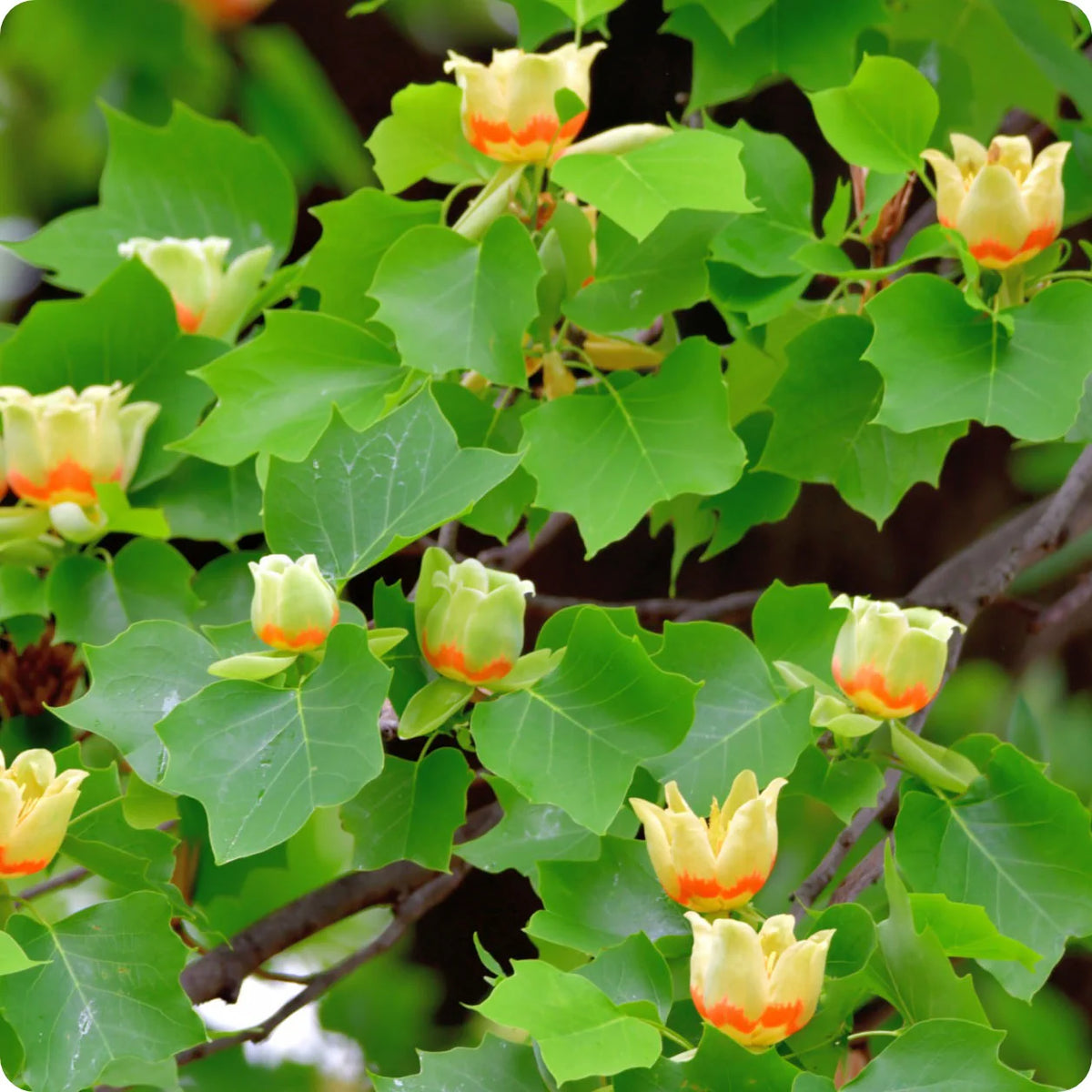 Tulip Poplar — New Earth Nursery