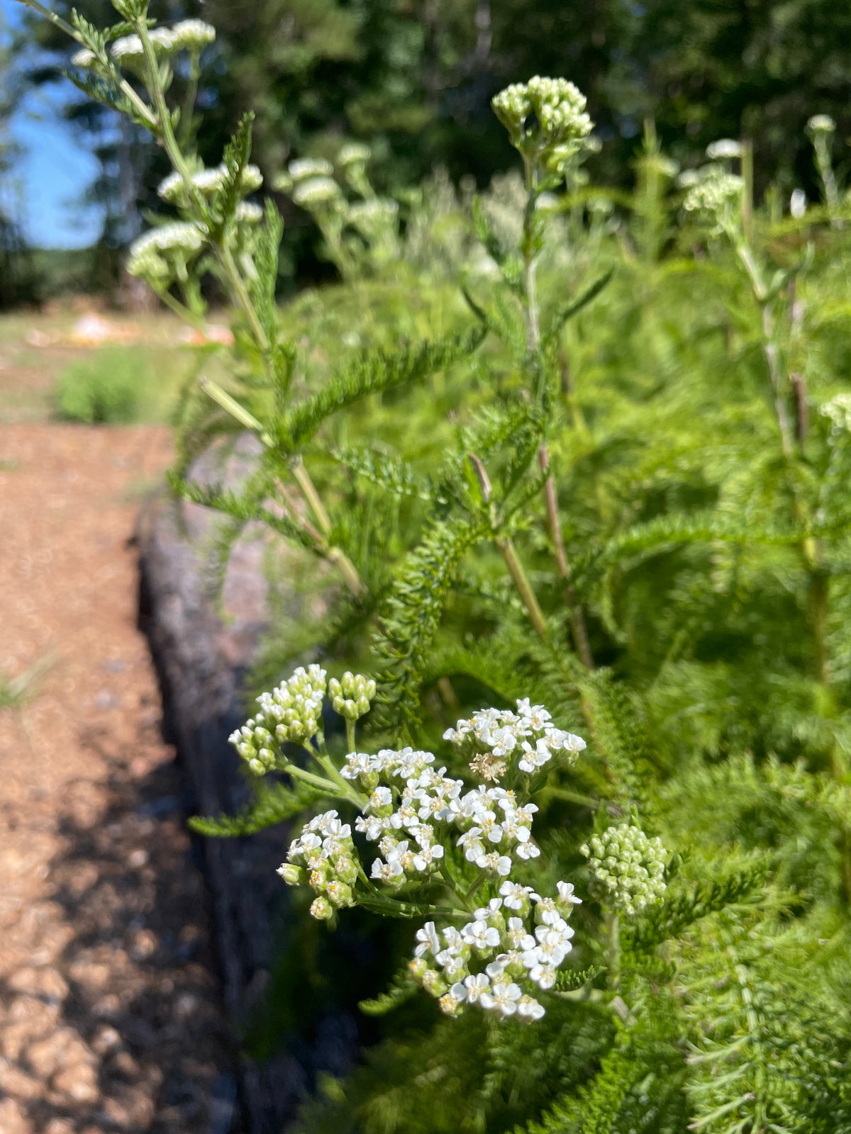 Native White Yarrow | Achillea millefolium — New Earth Nursery